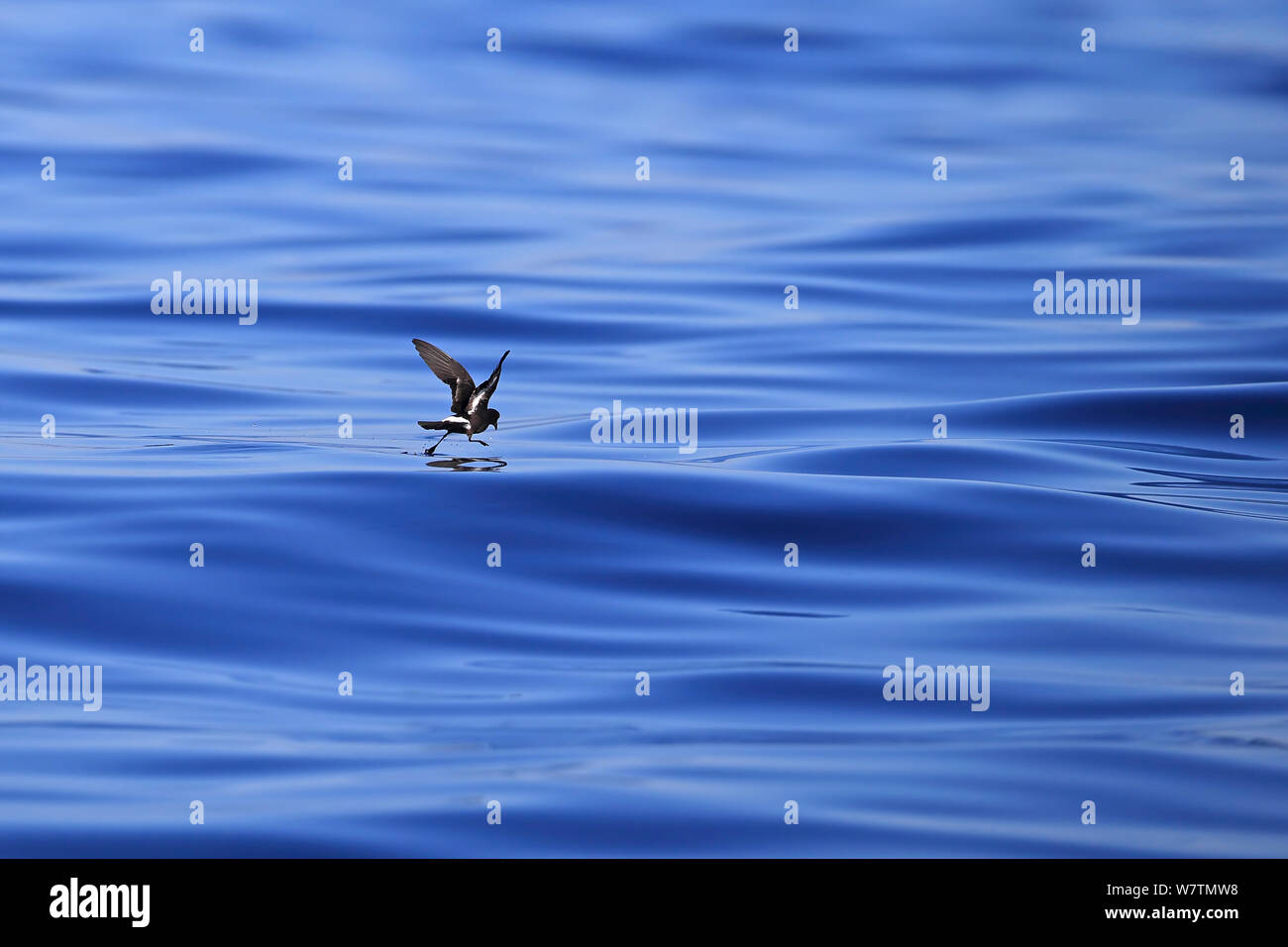 European storm petrel (Hydrobates pelagicus) in flight over the sea ...