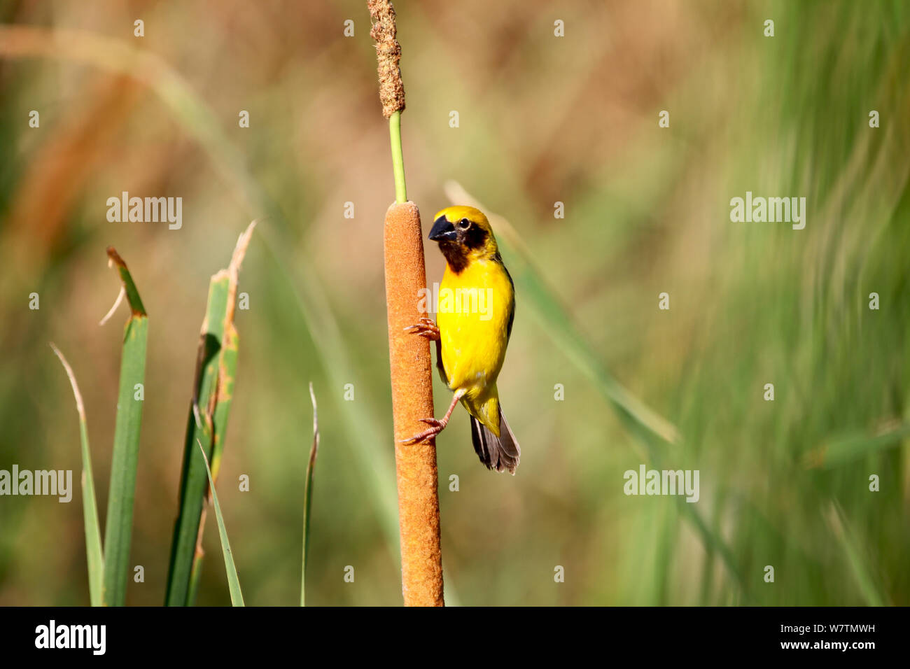The freedom's yellow ricebird in the rice field Stock Photo - Alamy