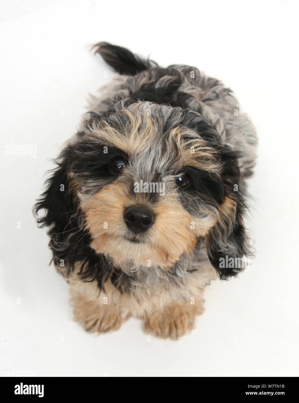 Cute baby dog breeds hi-res stock photography and images - Alamy