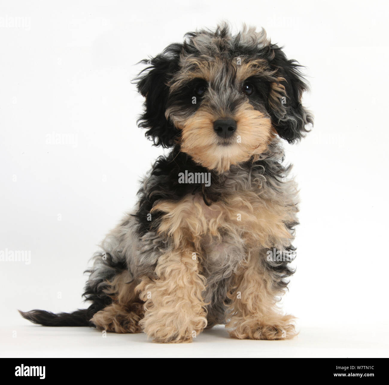 What Is The Cutest Doodle Dog