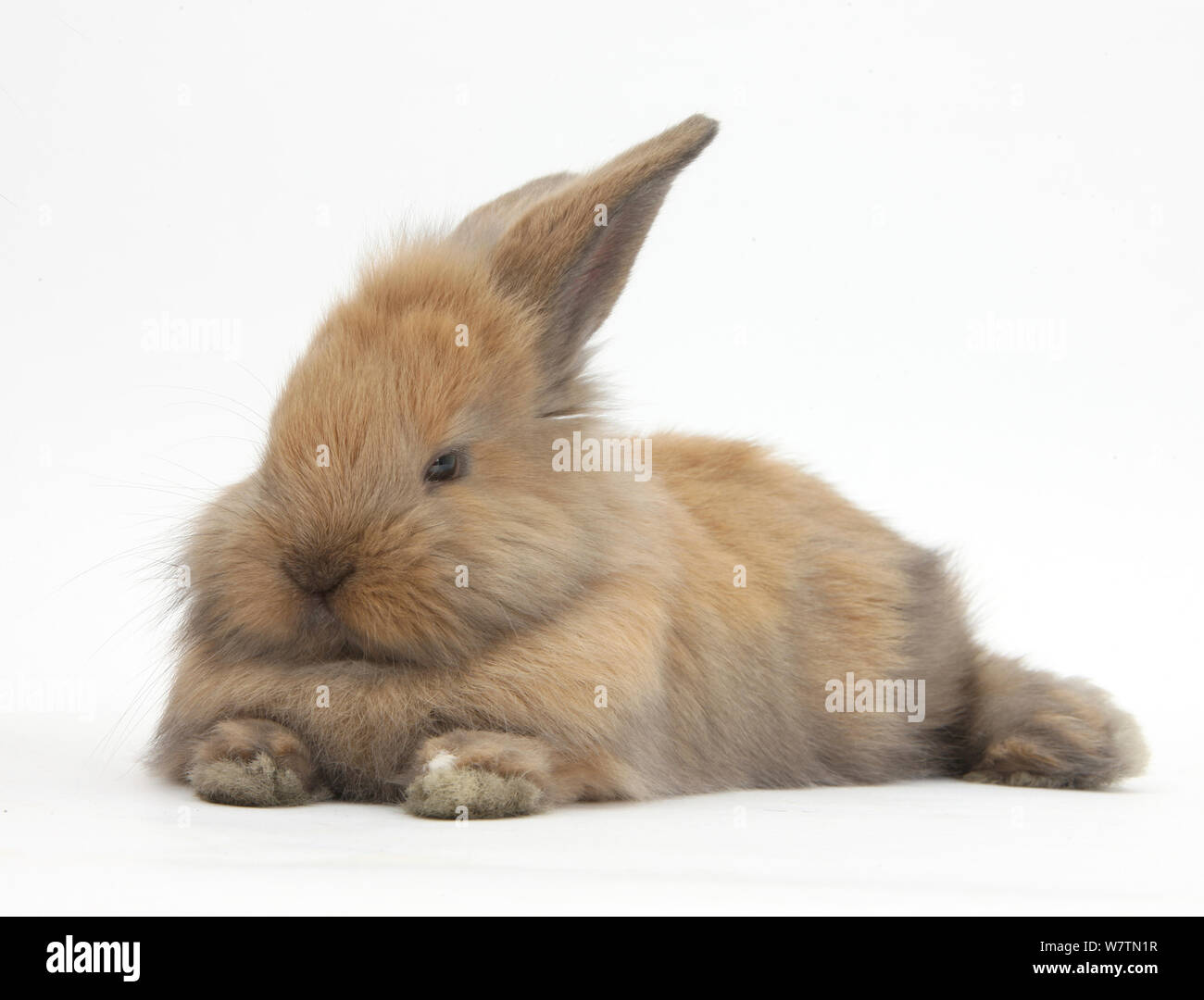 Brown baby Lionhead-cross rabbit lying stretched out, against white ...