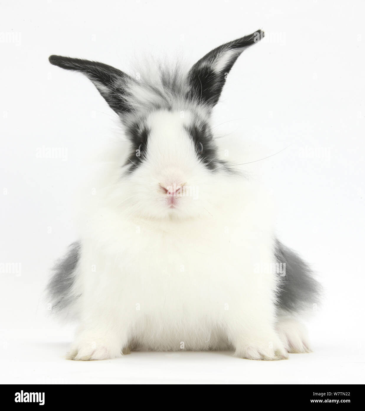 Young Lionhead-cross rabbit, against white background Stock Photo - Alamy