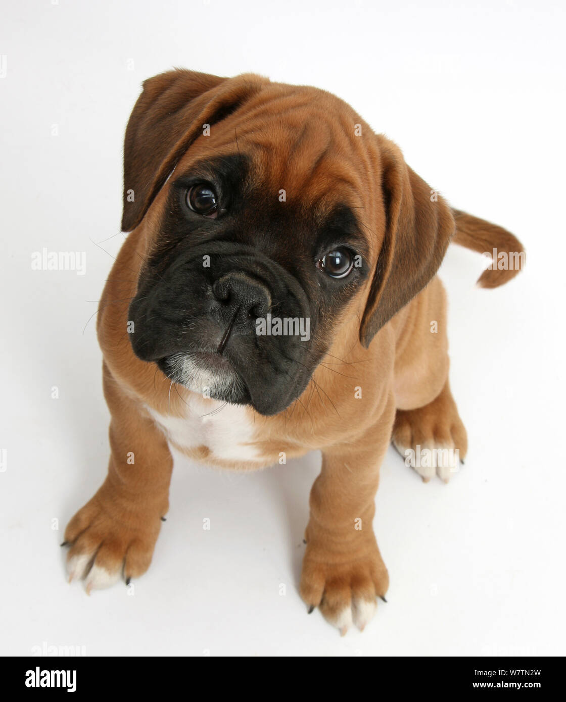 Boxer puppy, Boris, 12 weeks, sitting and looking up, against white ...