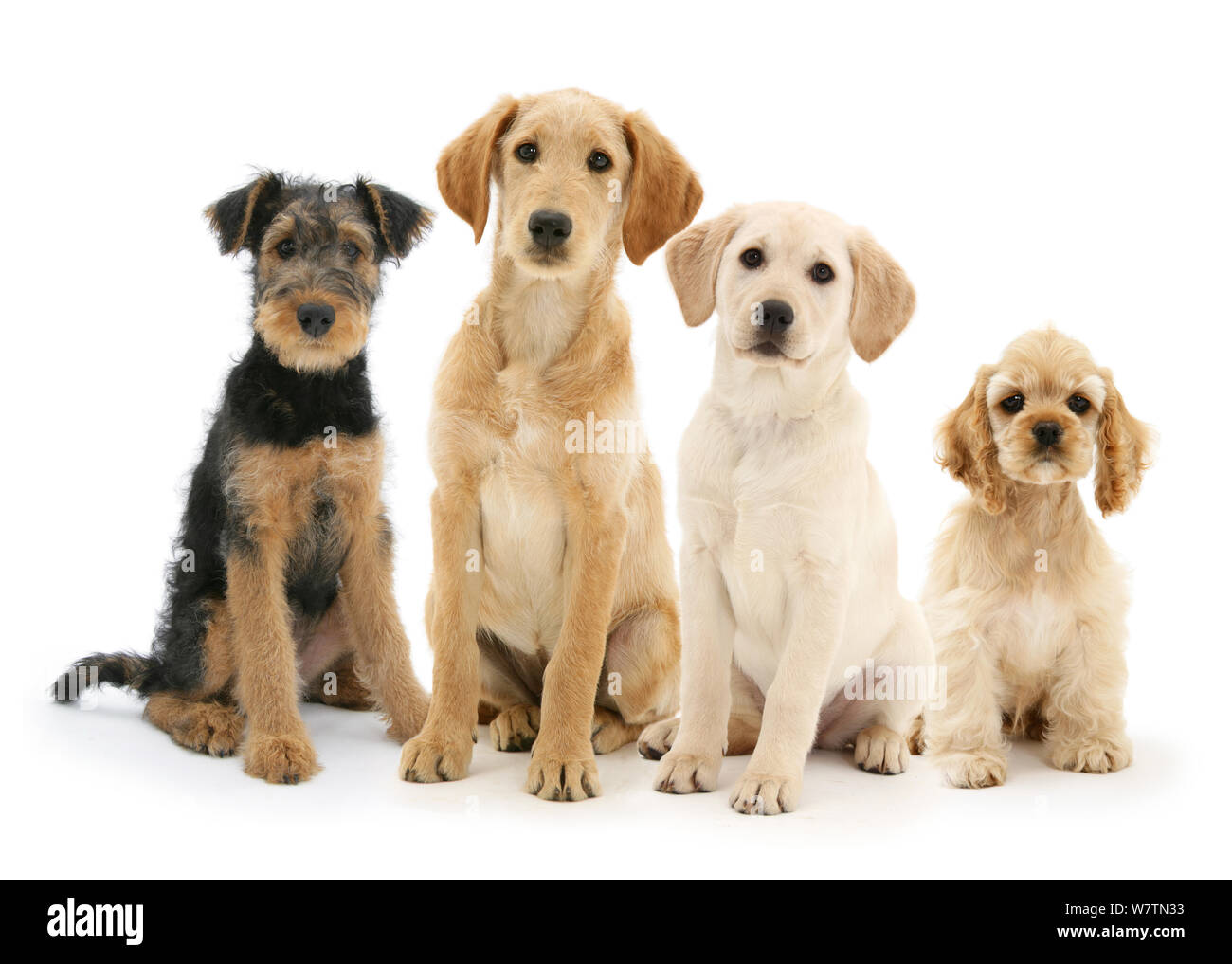 Airedale Terrier bitch pup, Molly, 3 months, Labradoodle pup, Maddy ...
