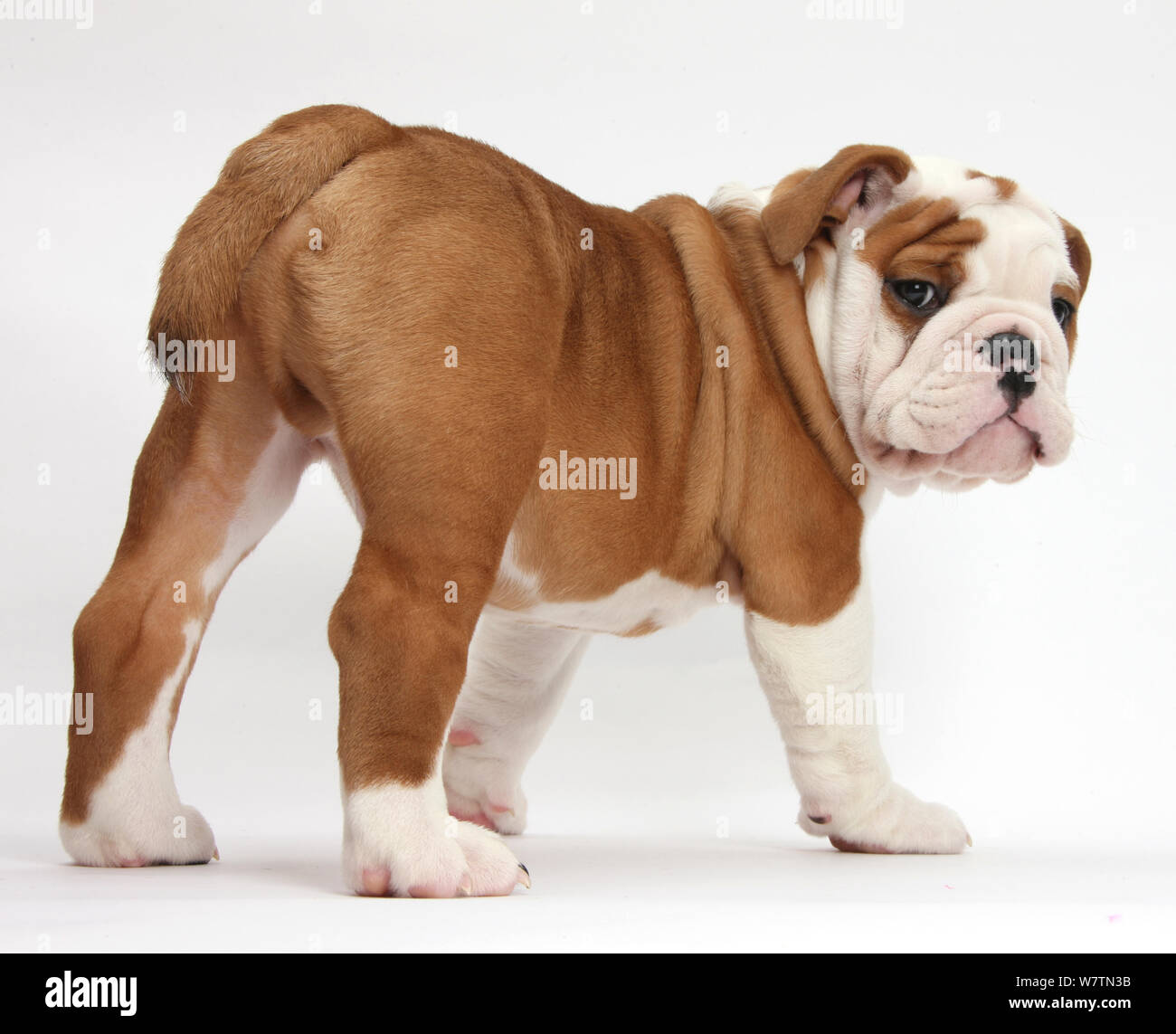 Bulldog puppy standing and looking back, against white background Stock ...