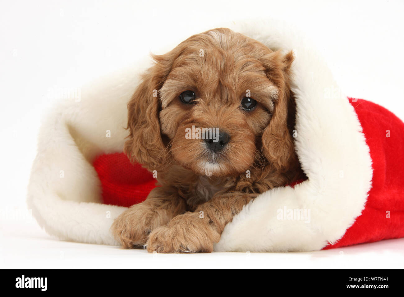 Cavapoo puppies hi-res stock photography and images - Alamy