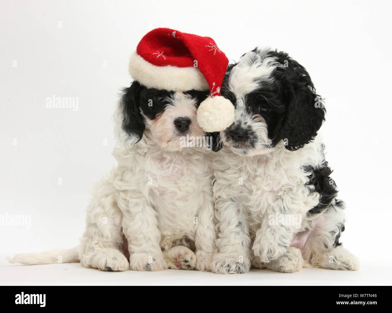 Cute black-and-white Cavapoo puppies, 6 weeks, wearing a Father ...