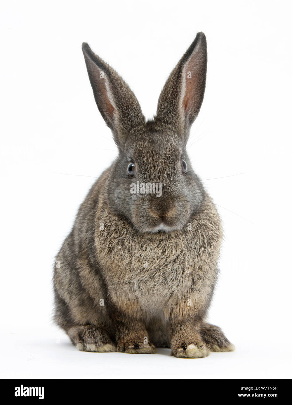 Young agouti rabbit, against white background Stock Photo - Alamy