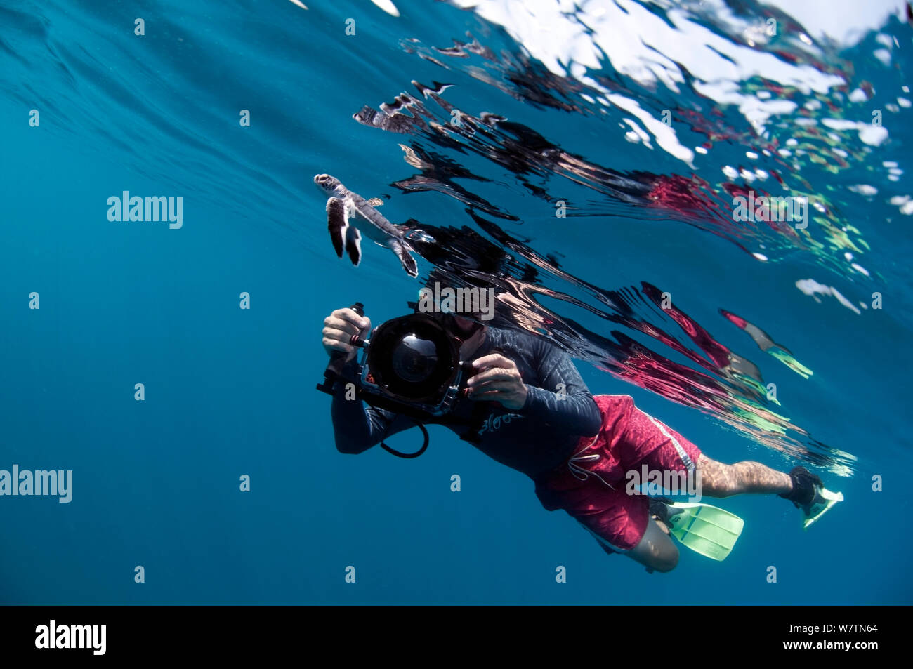 Green Turtle (Chelonia mydas) hatchling swimming, with photographer ...