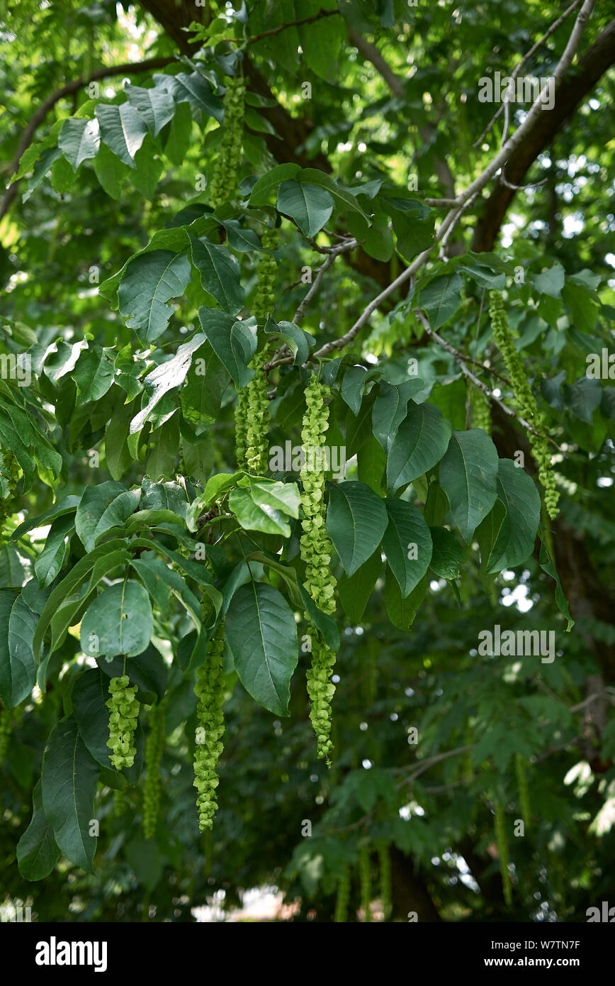 Pterocarya fraxinifolia hi-res stock photography and images - Alamy