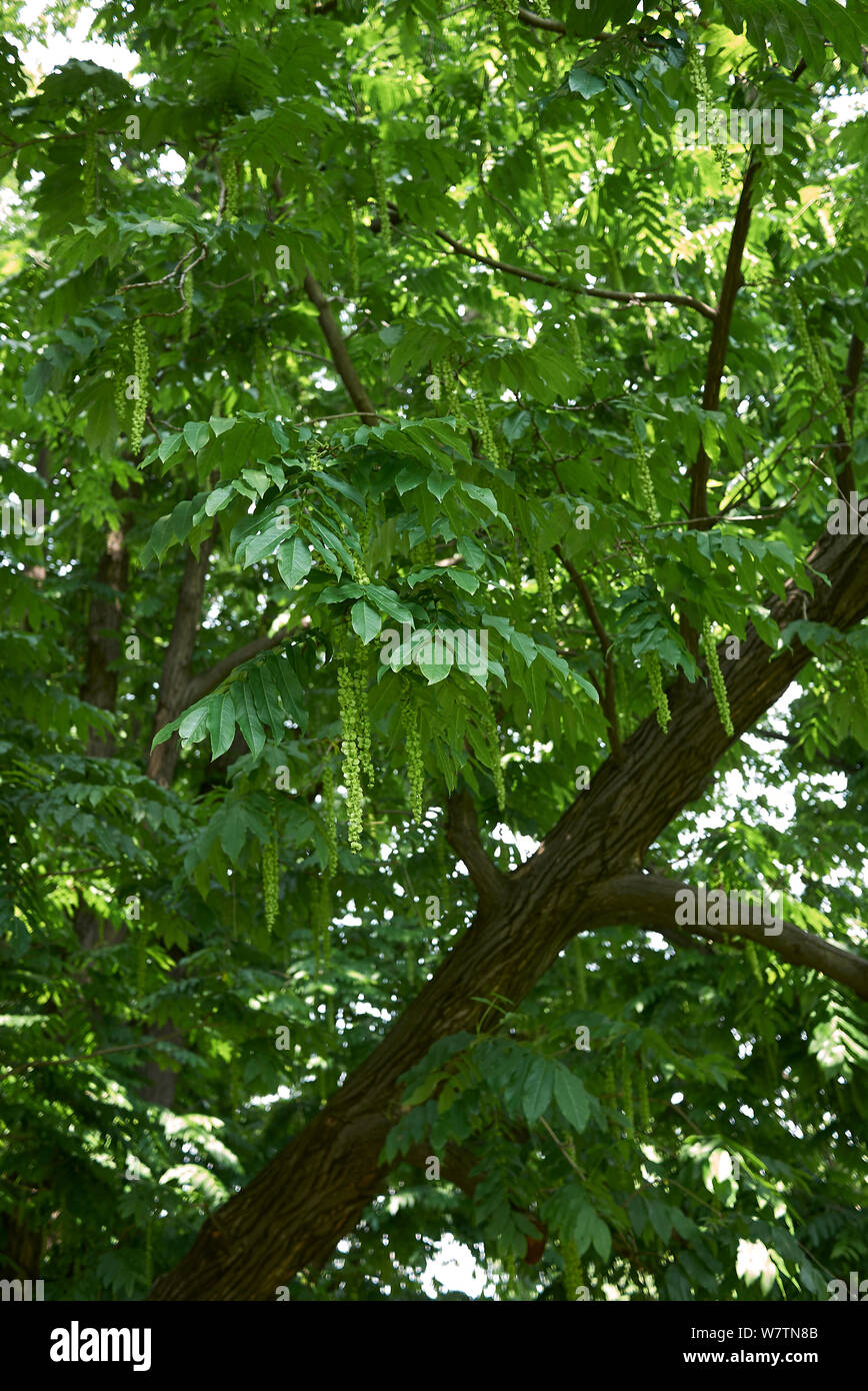 Caucasian wingnut pterocarya fraxinifolia branch hi-res stock ...
