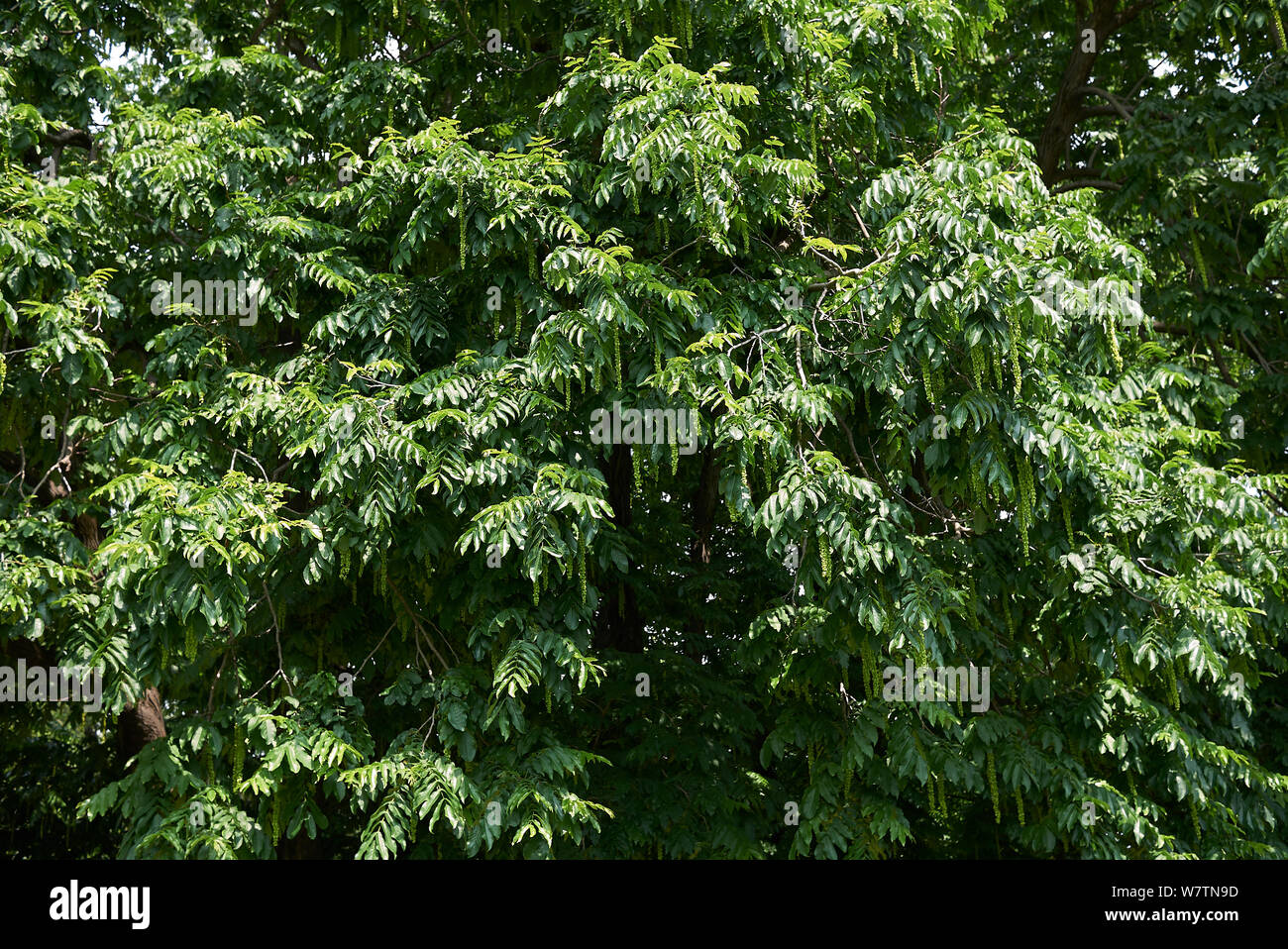 Pterocarya fraxinifolia branches Stock Photo - Alamy