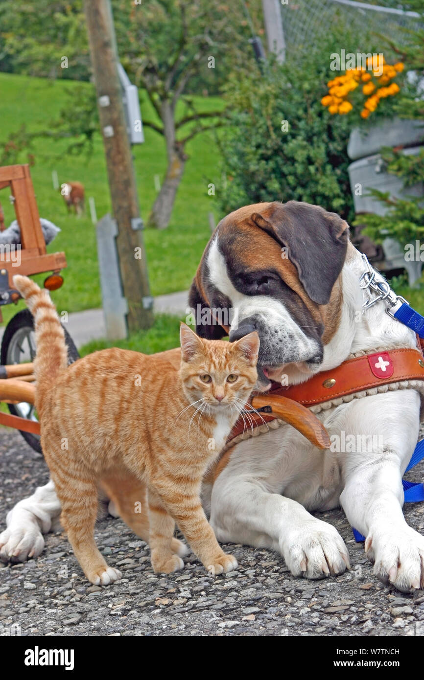 Saint Bernard Dog laying down, watching closely as Ginger tabby Cat ...