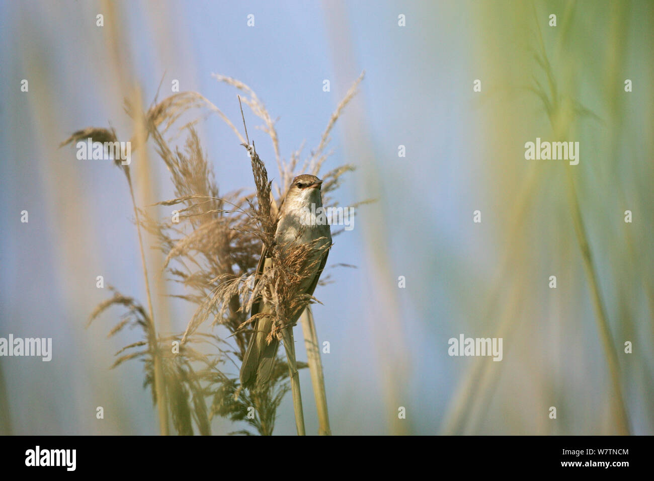 Great reed warbler (Acrocephalus arundinaceus) perched in Common reed ...