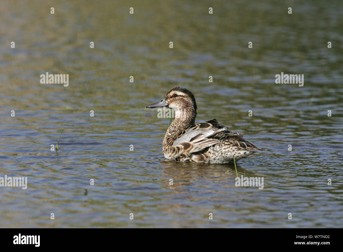 Garganey (Anas querquerdula) adult male in eclipse plumage bathing in ...