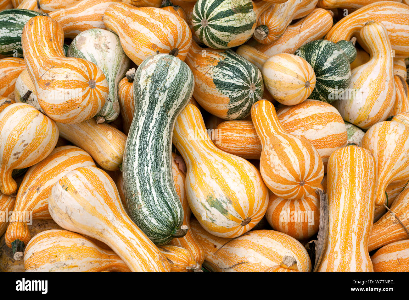 Cushaw squash, Ashe County, North Carolina, USA, October Stock Photo ...