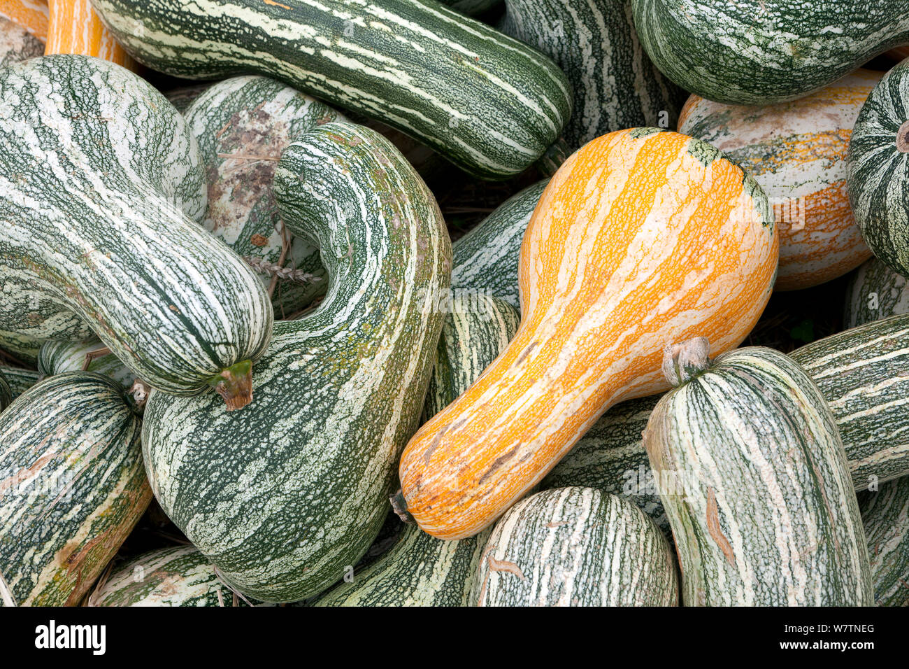 Cushaw squash, Ashe County, North Carolina, USA, October Stock Photo ...