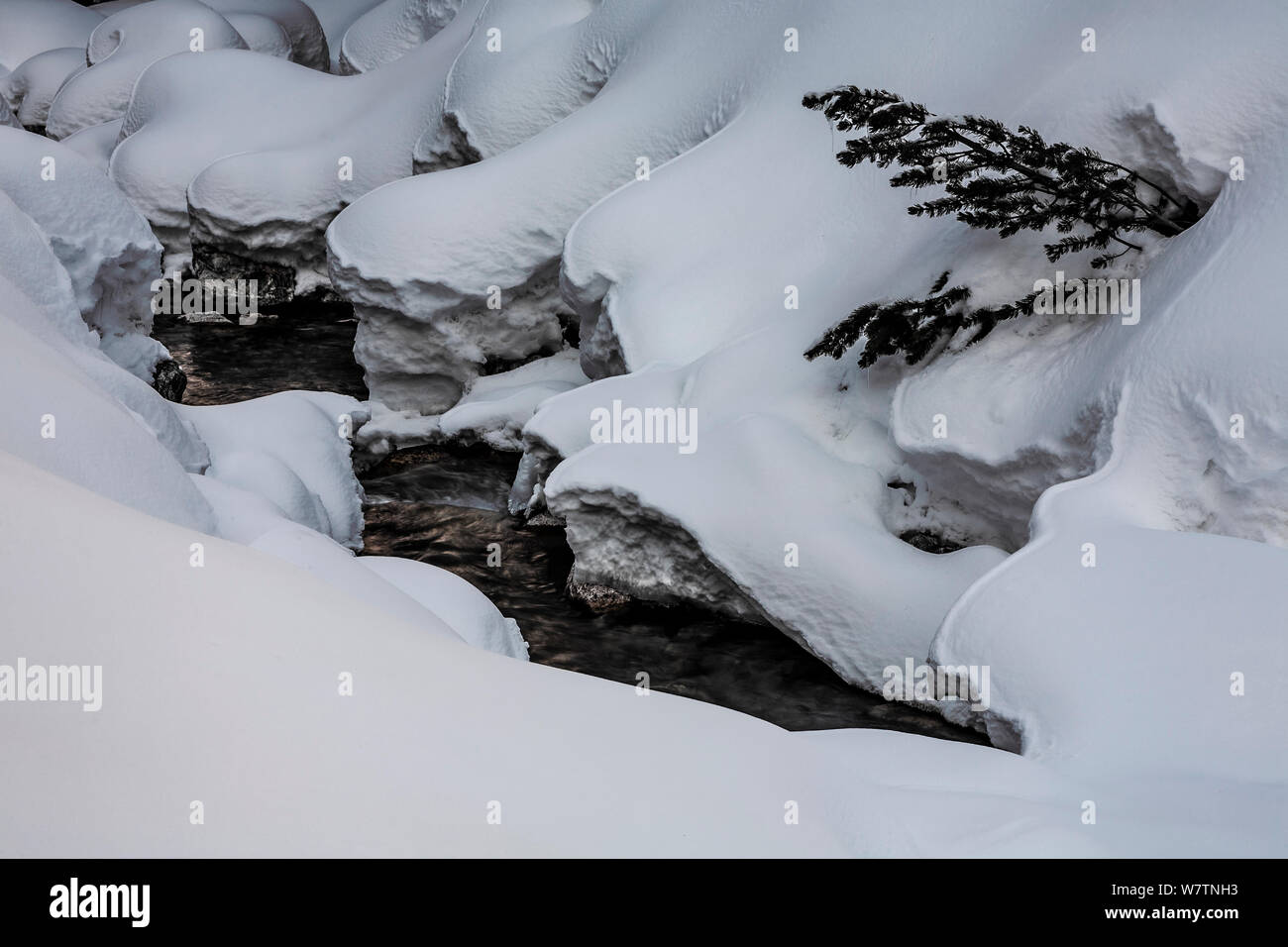 Cold river in a pine forest covered with a snow Stock Photo - Alamy