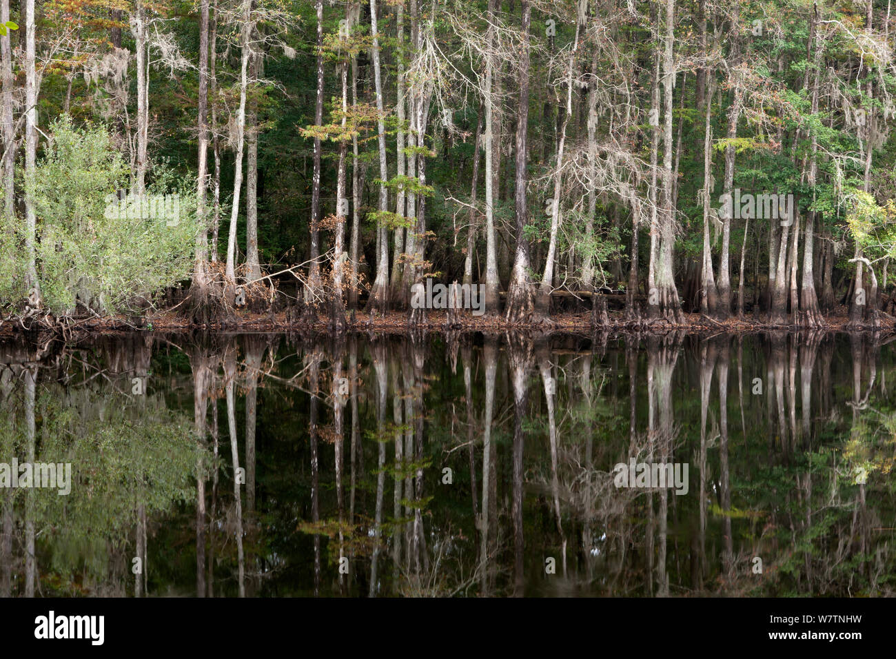 The Lumber River at the Princess Ann Access, Lumber River State Park ...