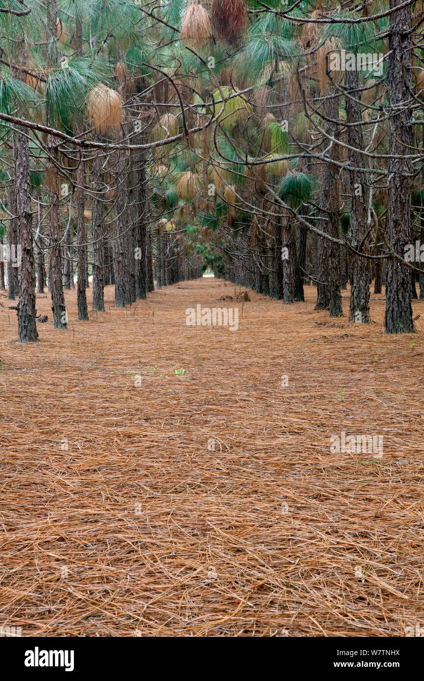 Conifer plantations hi-res stock photography and images - Alamy