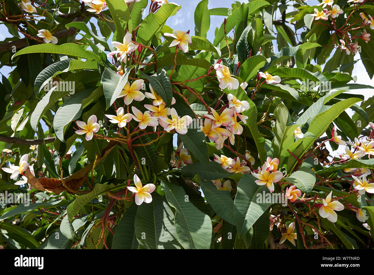 Plumeria tree hi-res stock photography and images - Alamy
