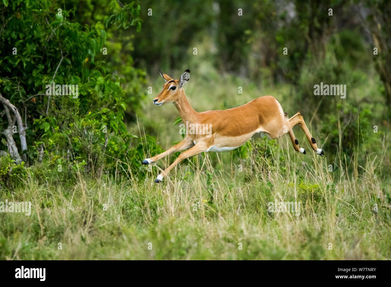 Jumping impala hi-res stock photography and images - Alamy