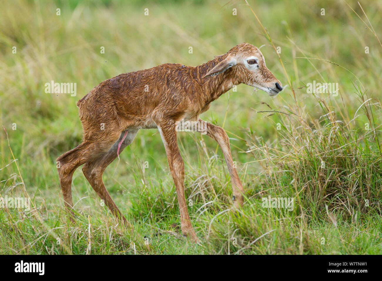 Topi (Damaliscus korrigum) newborn just after birth, Masai-Mara game ...