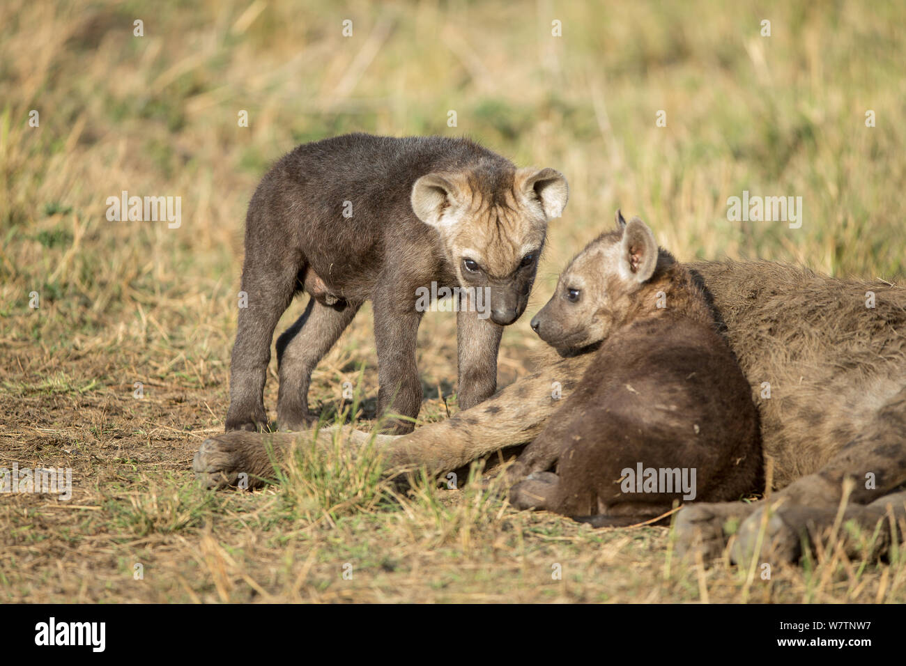 Tiger den cub hi-res stock photography and images - Alamy