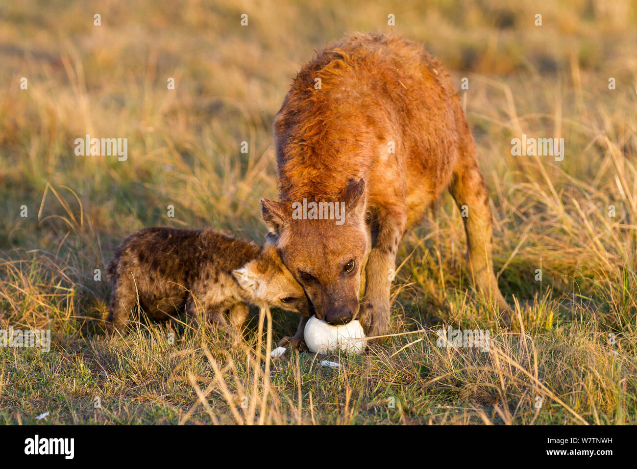 Spotted hyena (Crocuta crocuta) with cub trying to break down an egg of ...