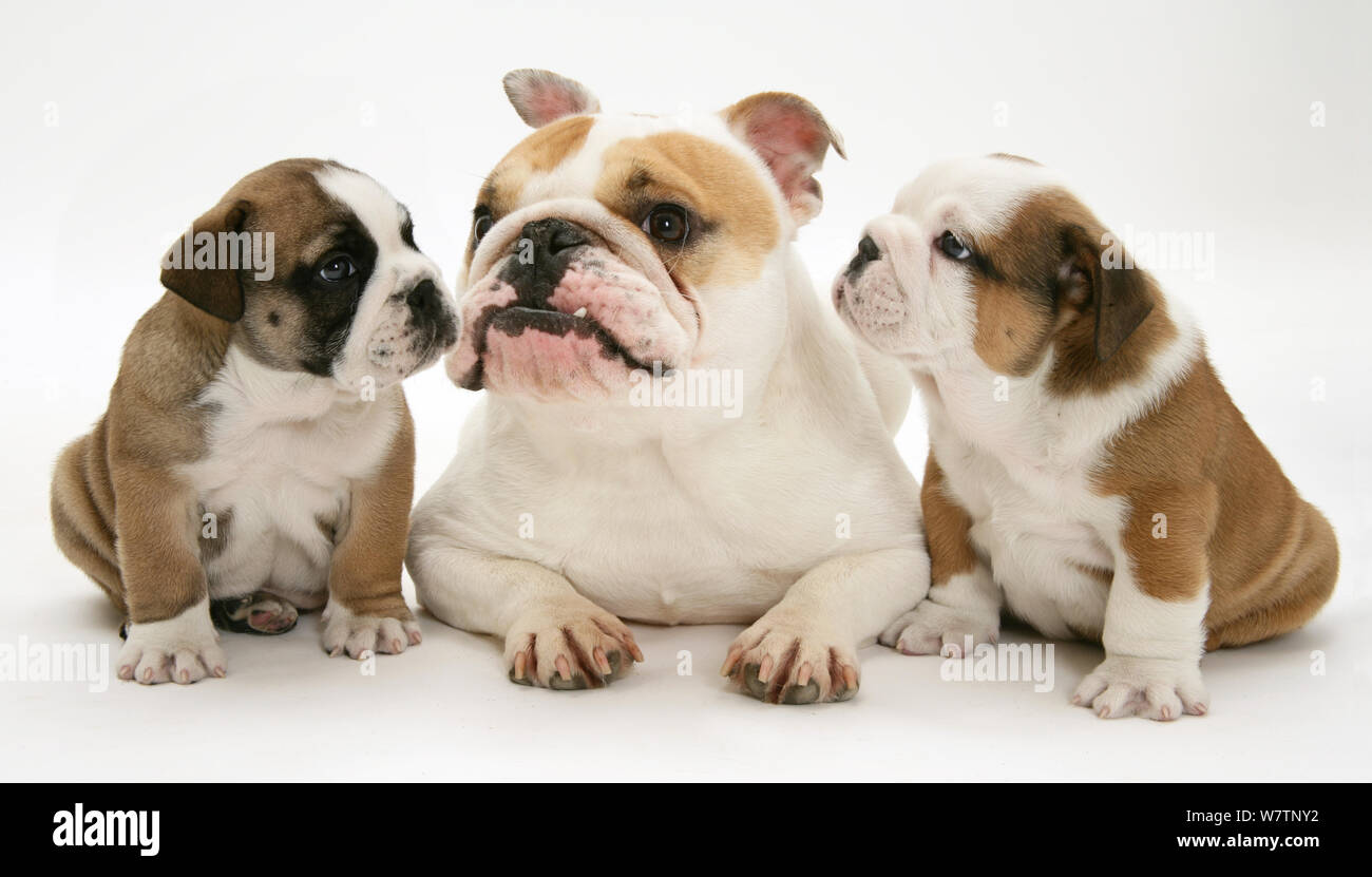Bulldog mother with puppies, white background Stock Photo - Alamy