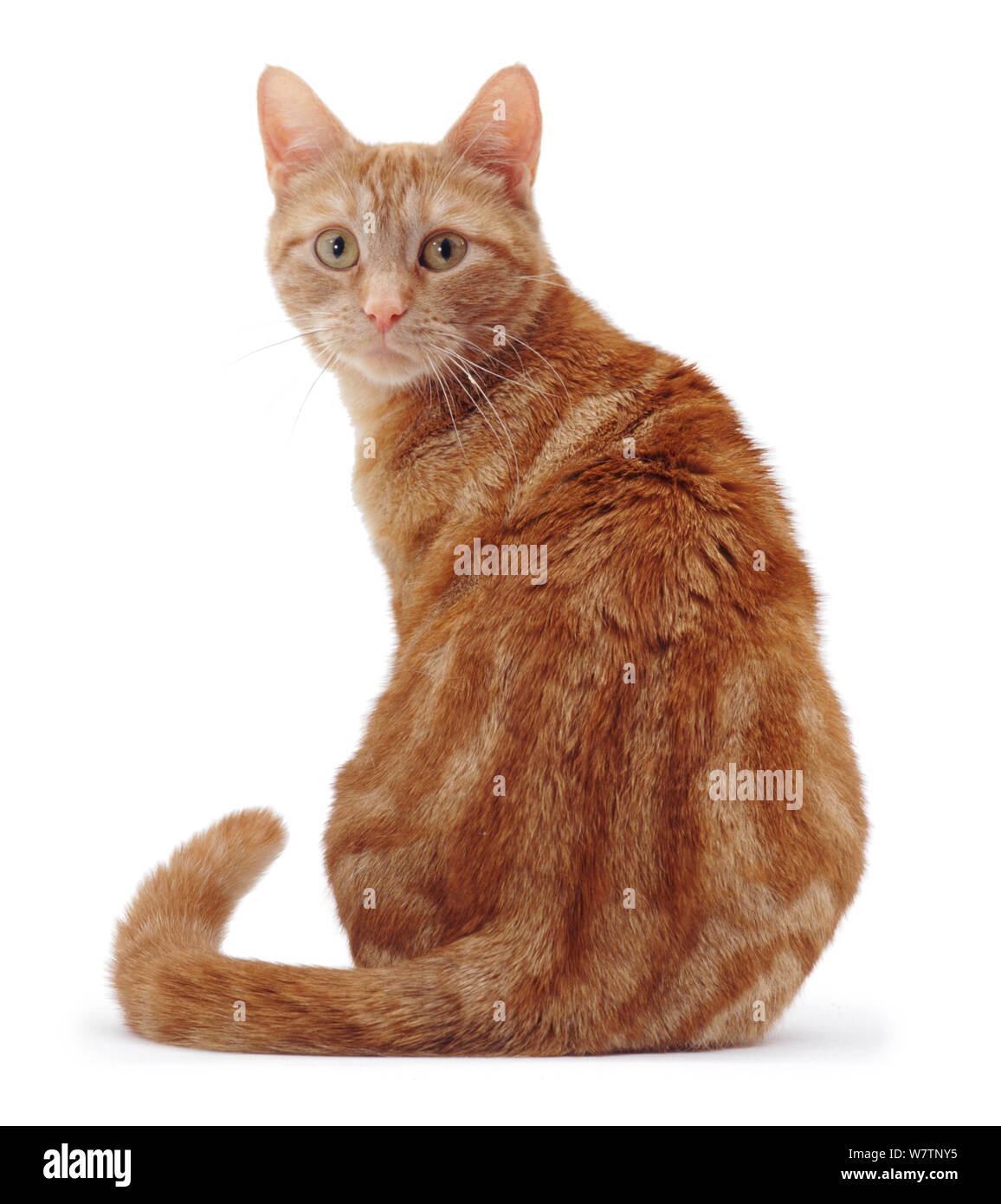 Cat Back View Sitting