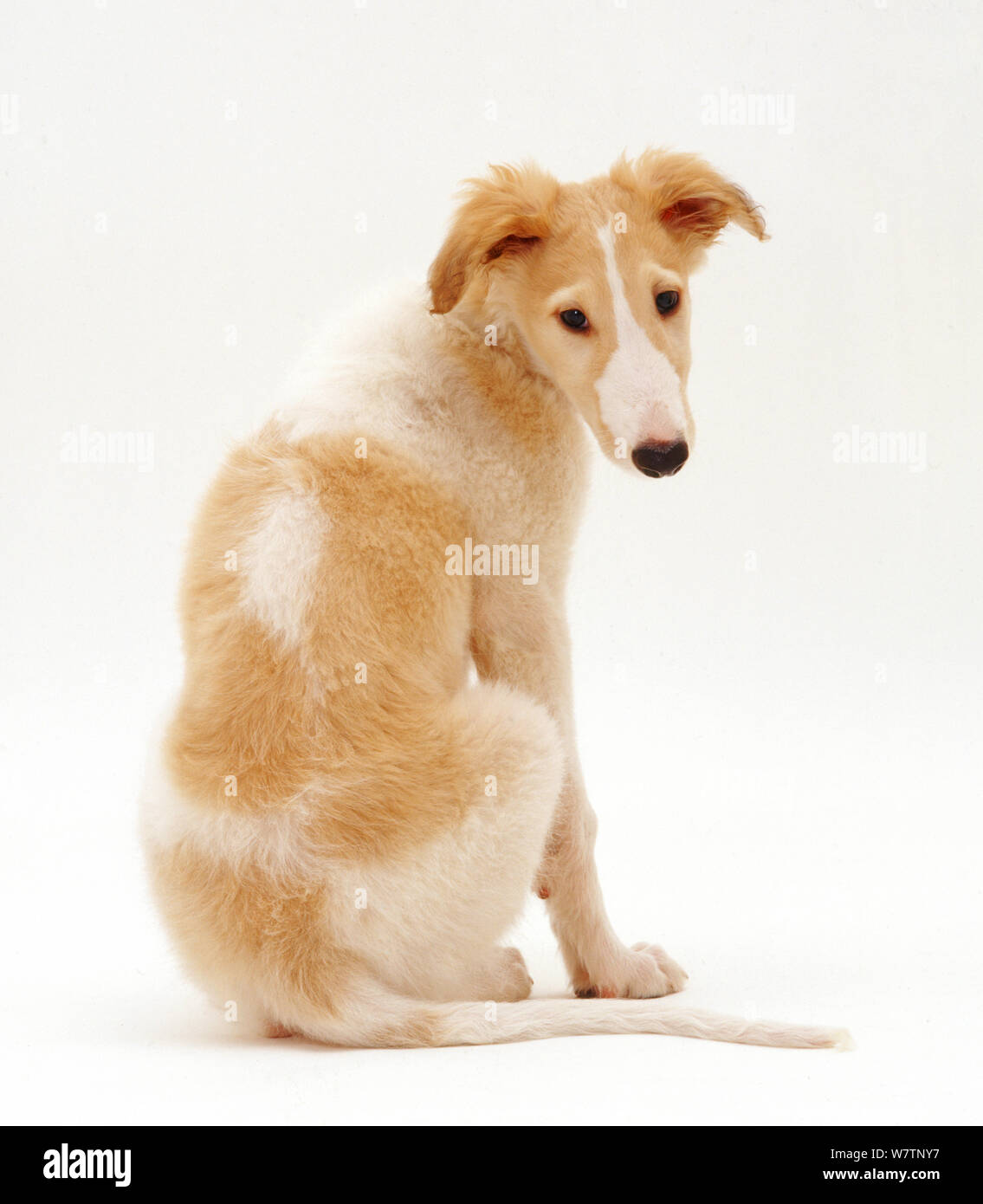 Borzoi pup, Aloyisous, 10 weeks, looking over his shoulder, against ...