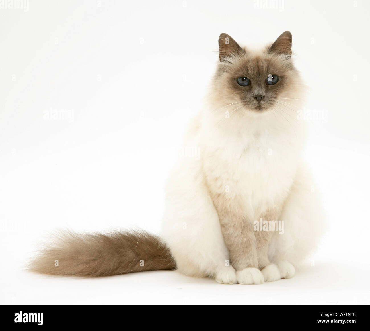 Blue-point Birman cat sitting, against white background Stock Photo - Alamy