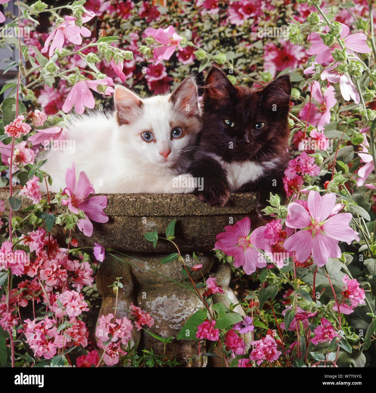 Bicolour ragdoll-cross kittens, 9 weeks, on empty bird bath among pink ...