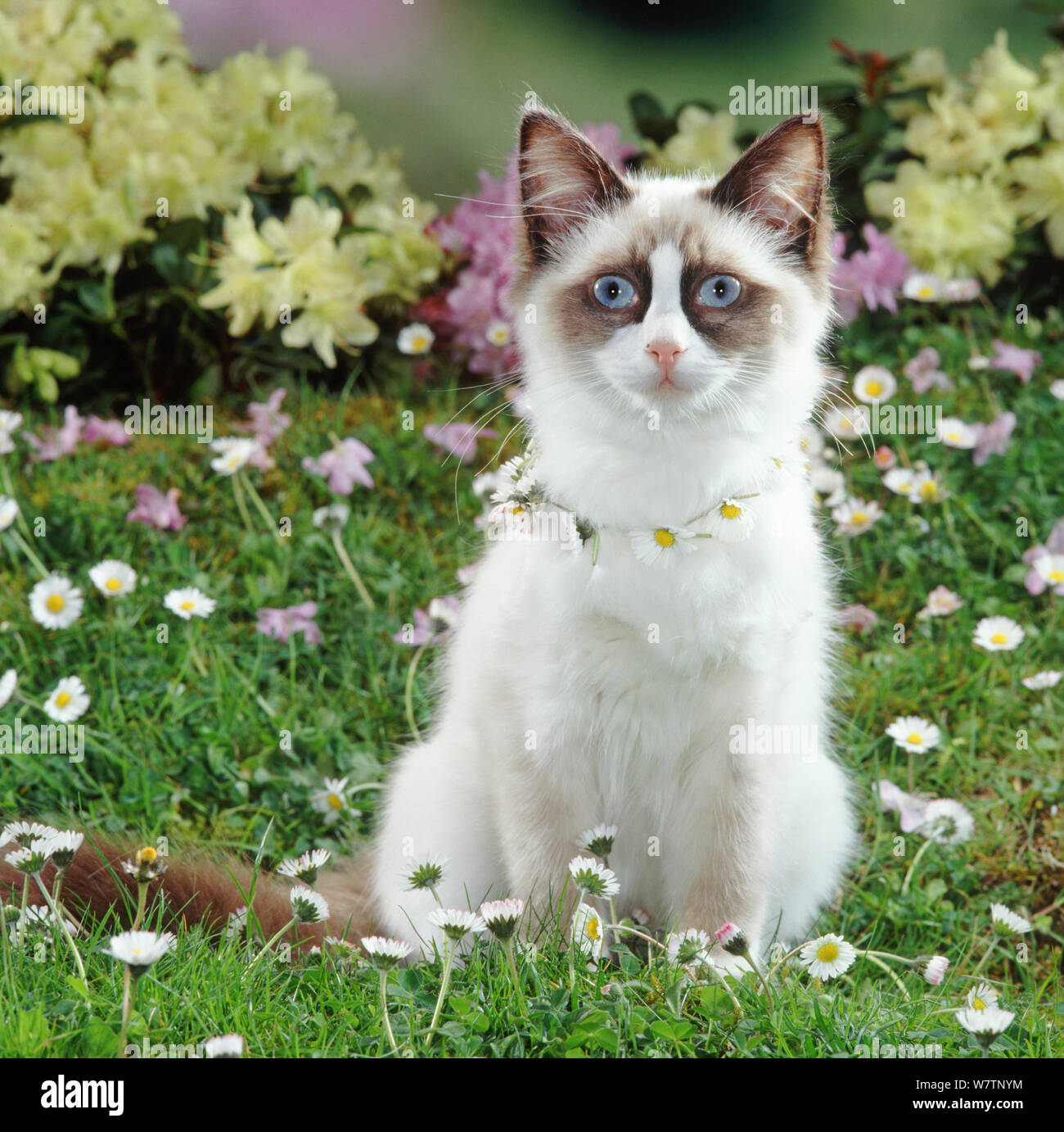 Ragdoll cat, Goggles, wearing a daisy chain Stock Photo - Alamy