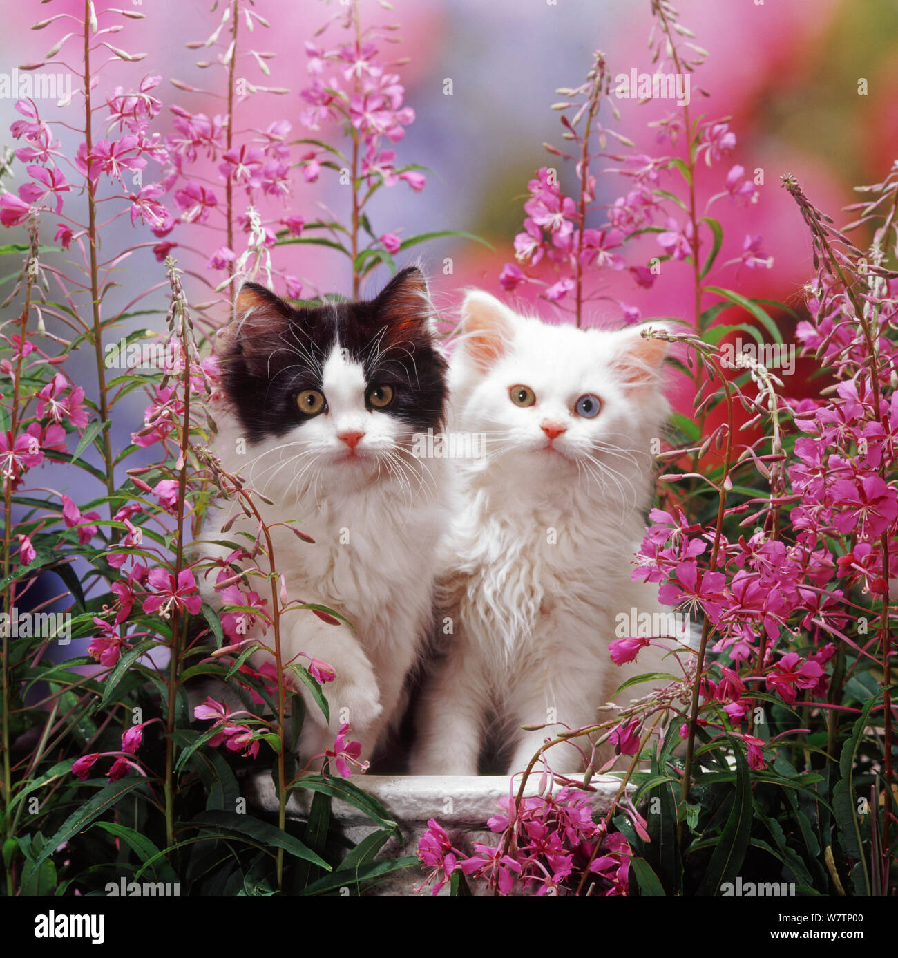 Cross eyed animals hi-res stock photography and images - Alamy