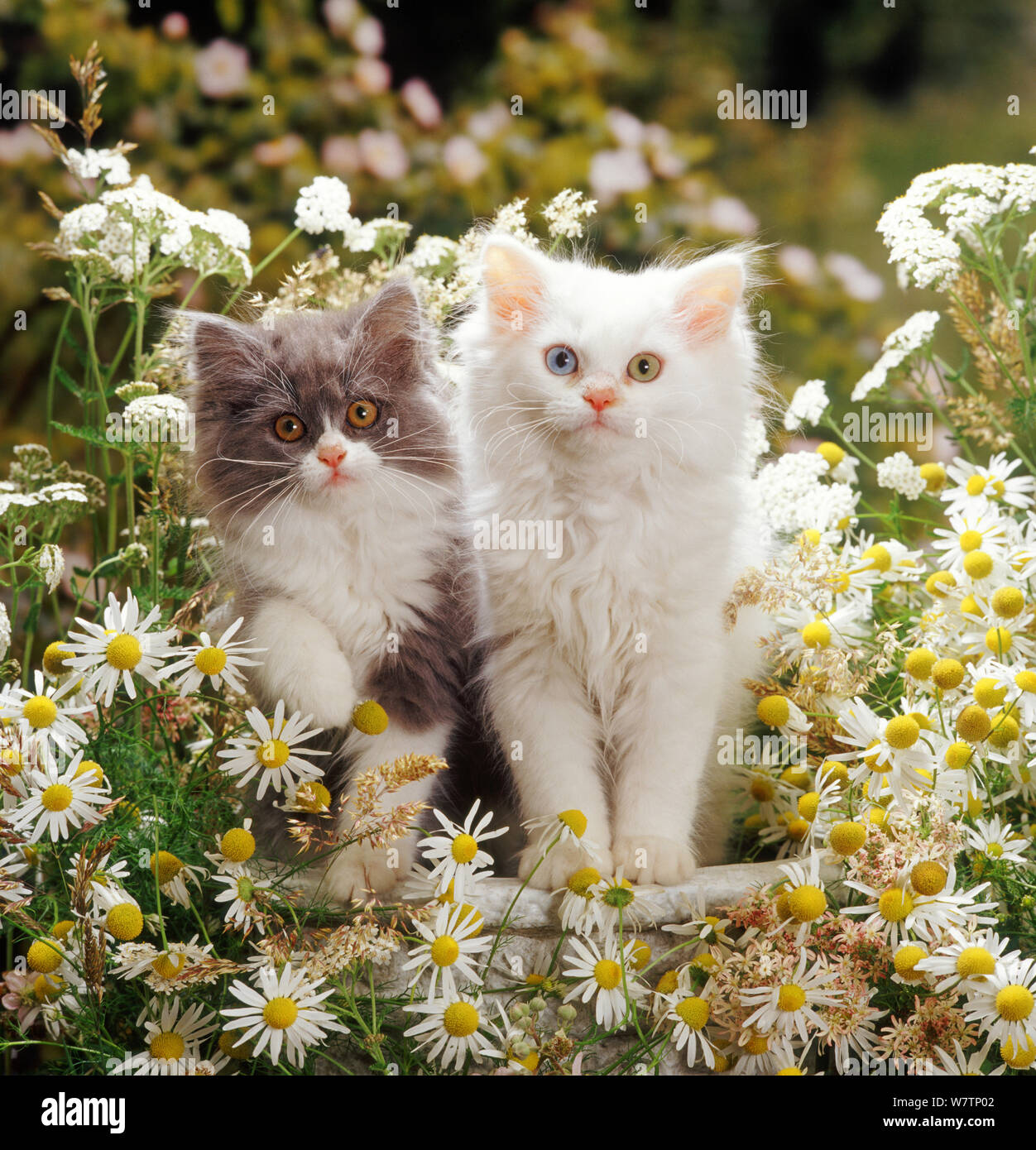 Cross eyed animals hi-res stock photography and images - Alamy