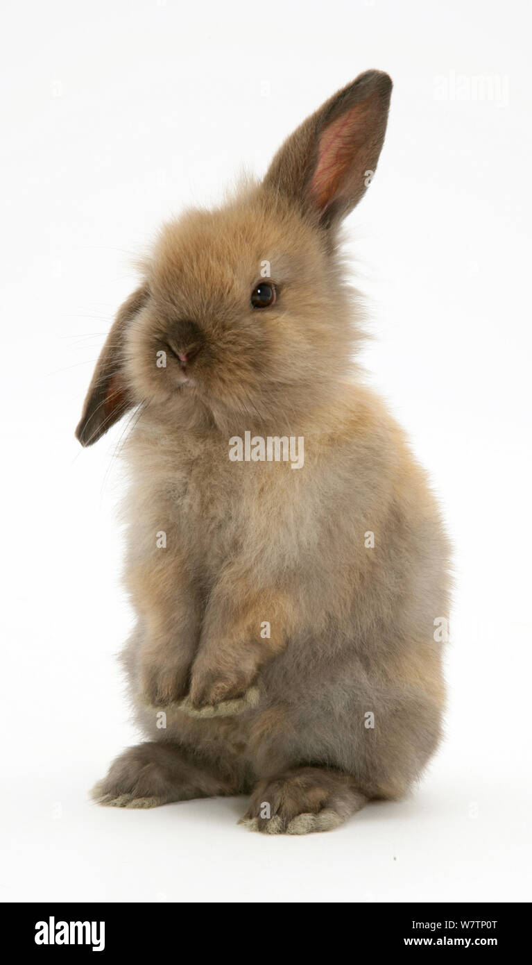 Baby brown rabbit standing up, against white background Stock Photo - Alamy