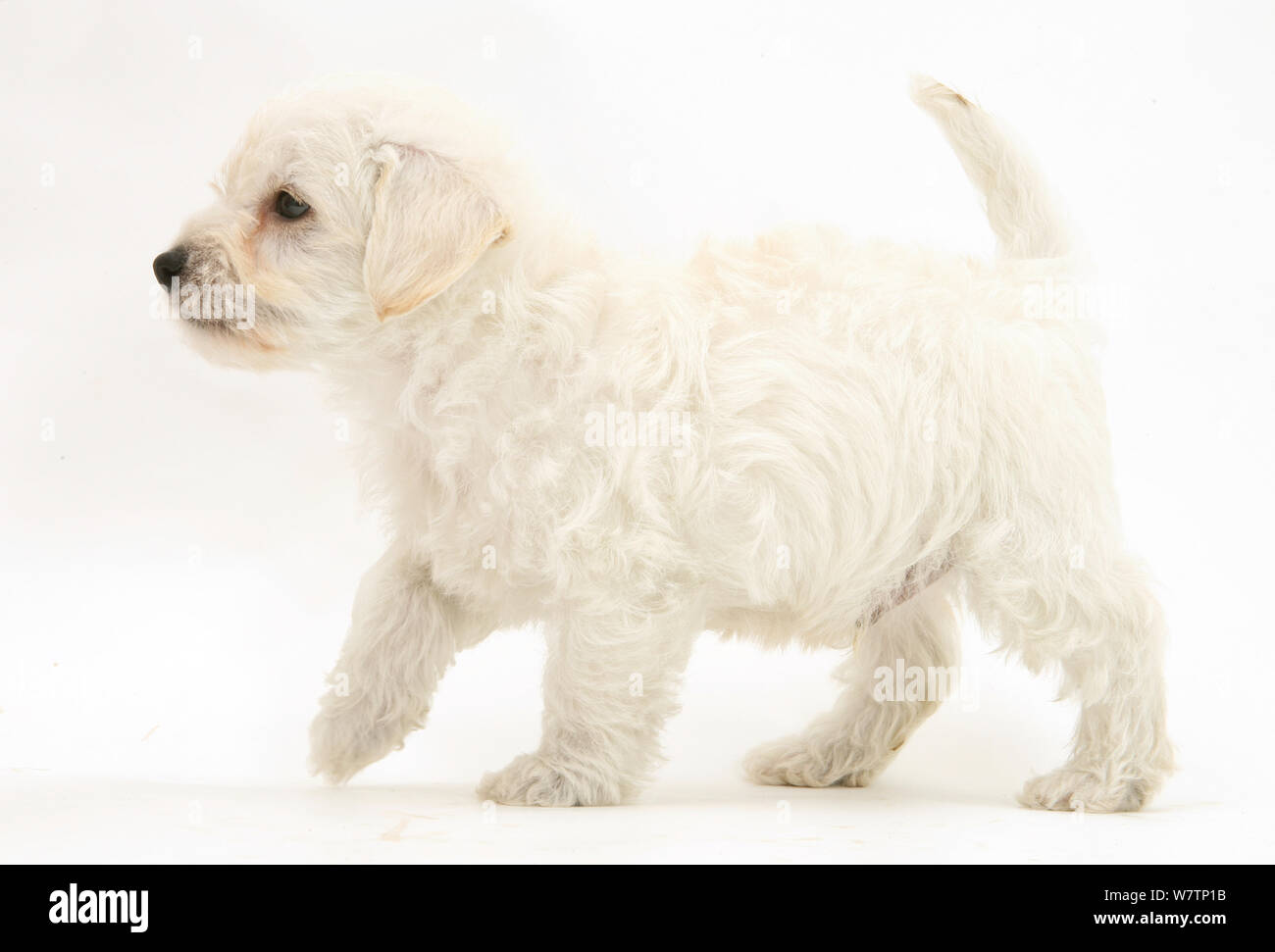 What Type Of Dog Is A Woodle