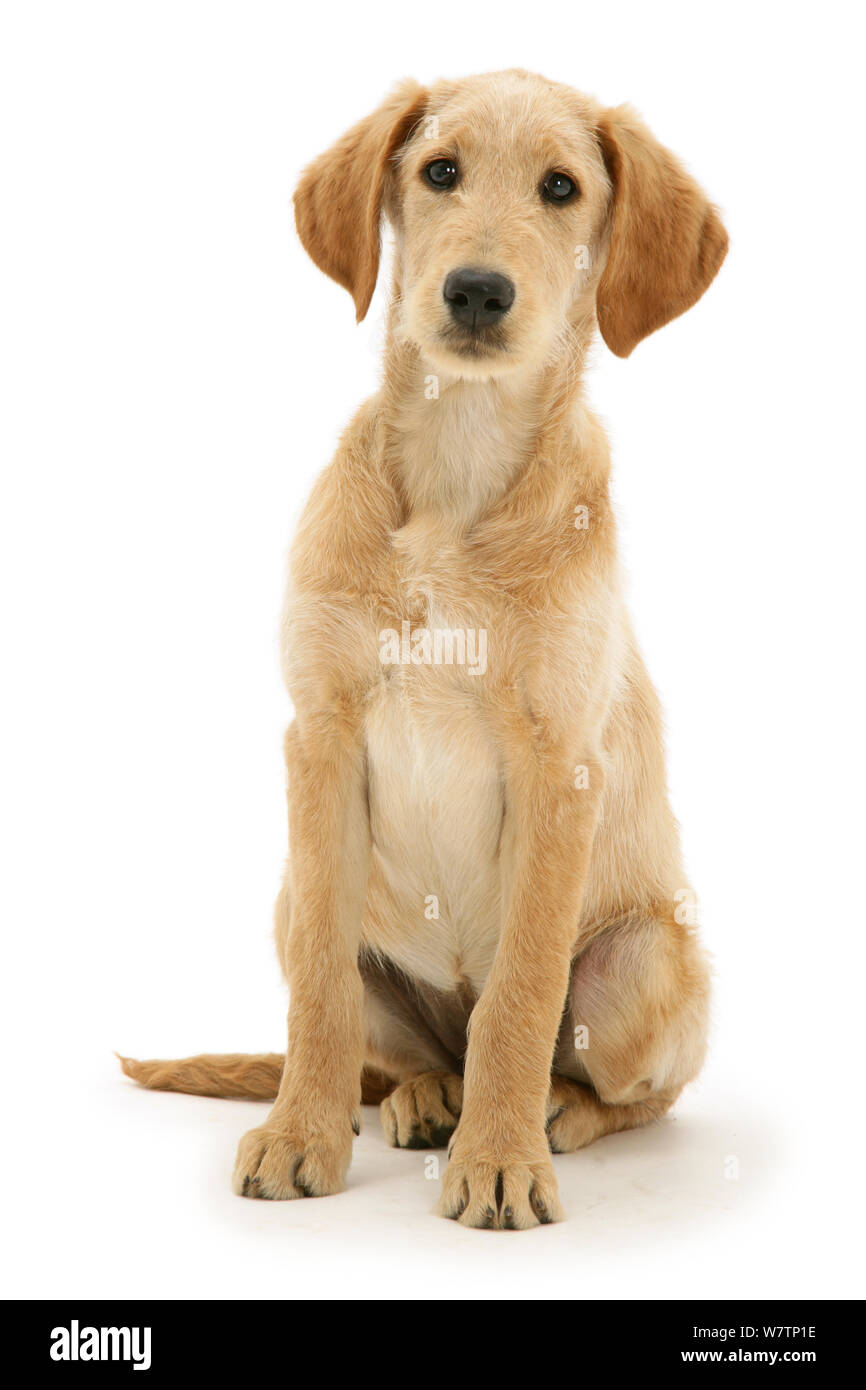 Labradoodle pup, Maddy, sitting, against white background Stock Photo ...