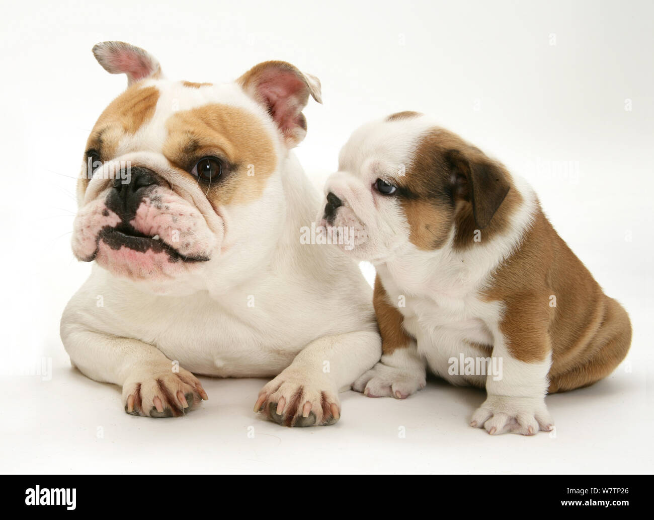 Bulldog mother and puppies, against white background Stock Photo - Alamy