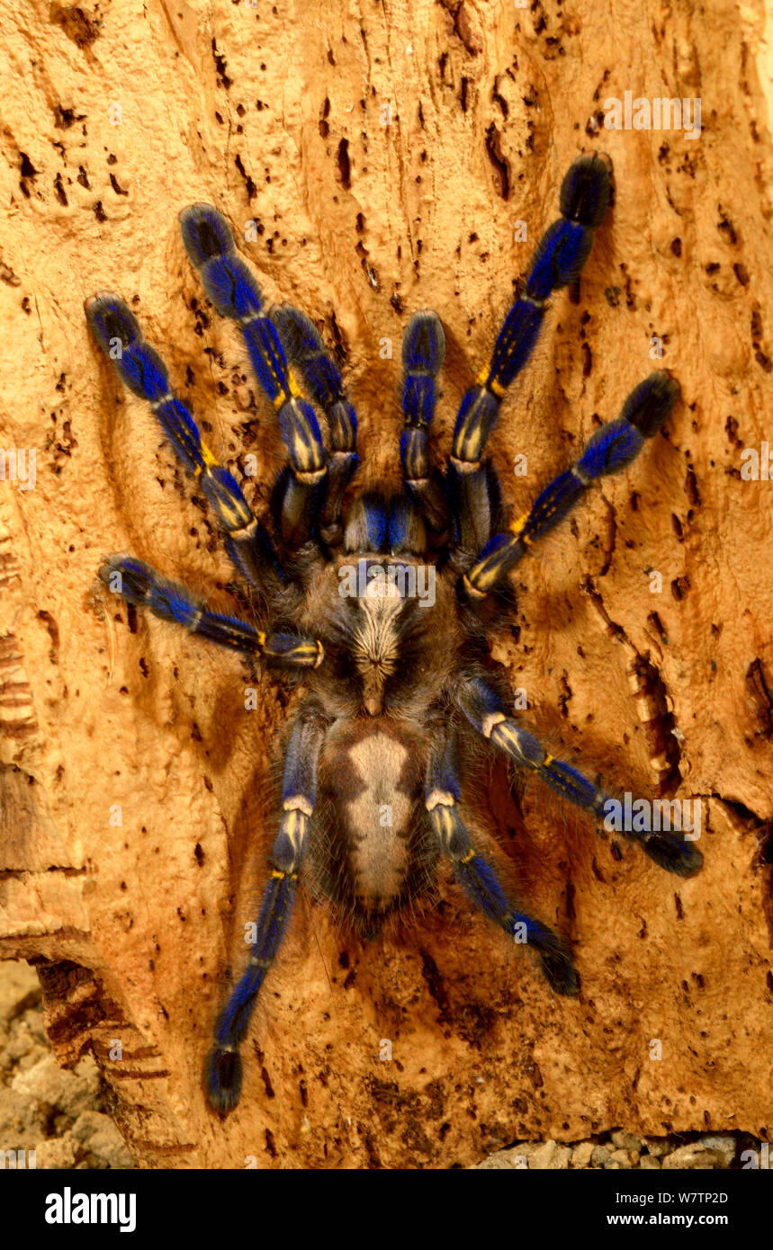 Poecilotheria Metallica Hd