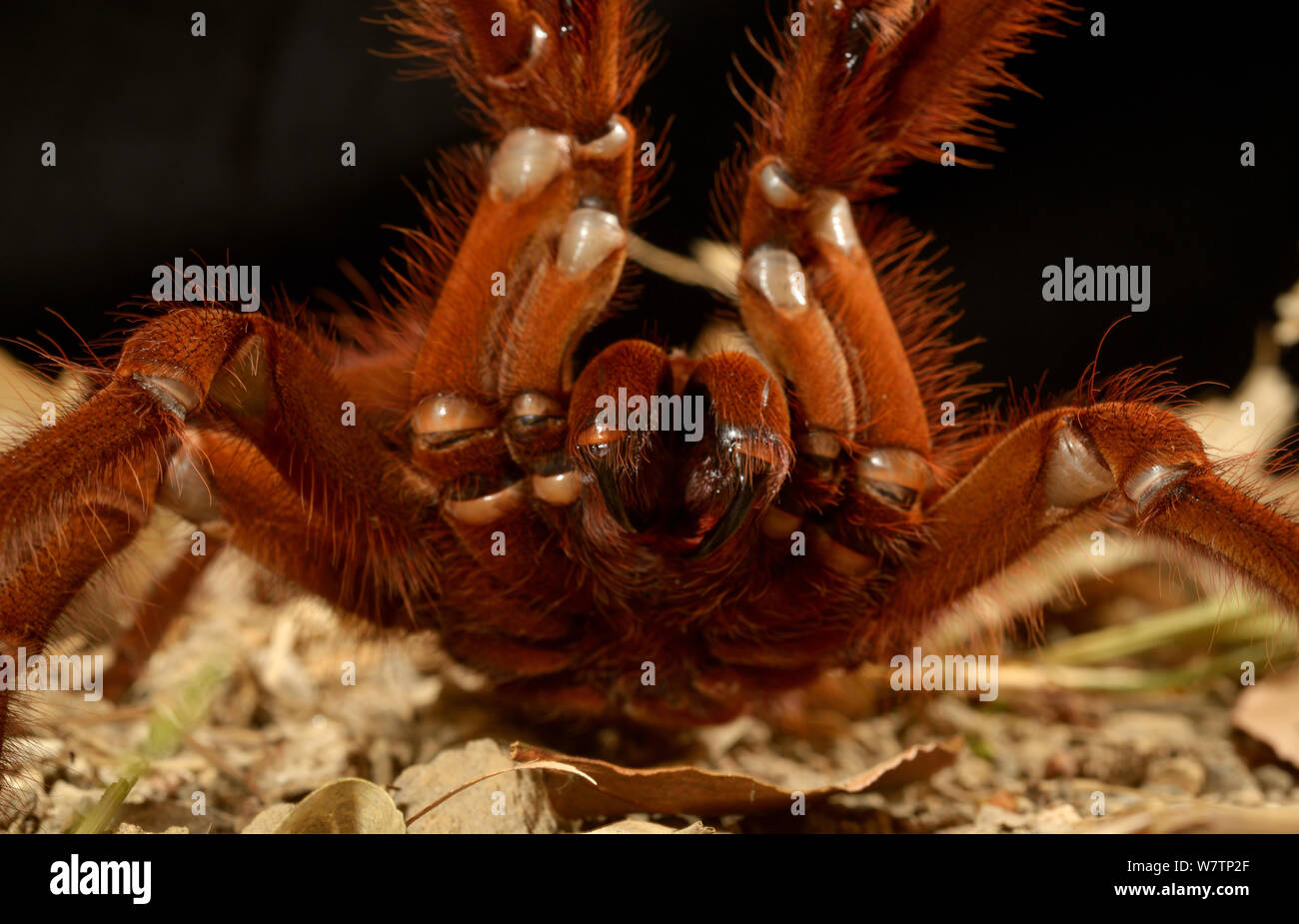 Goliath tarantula hi-res stock photography and images - Alamy