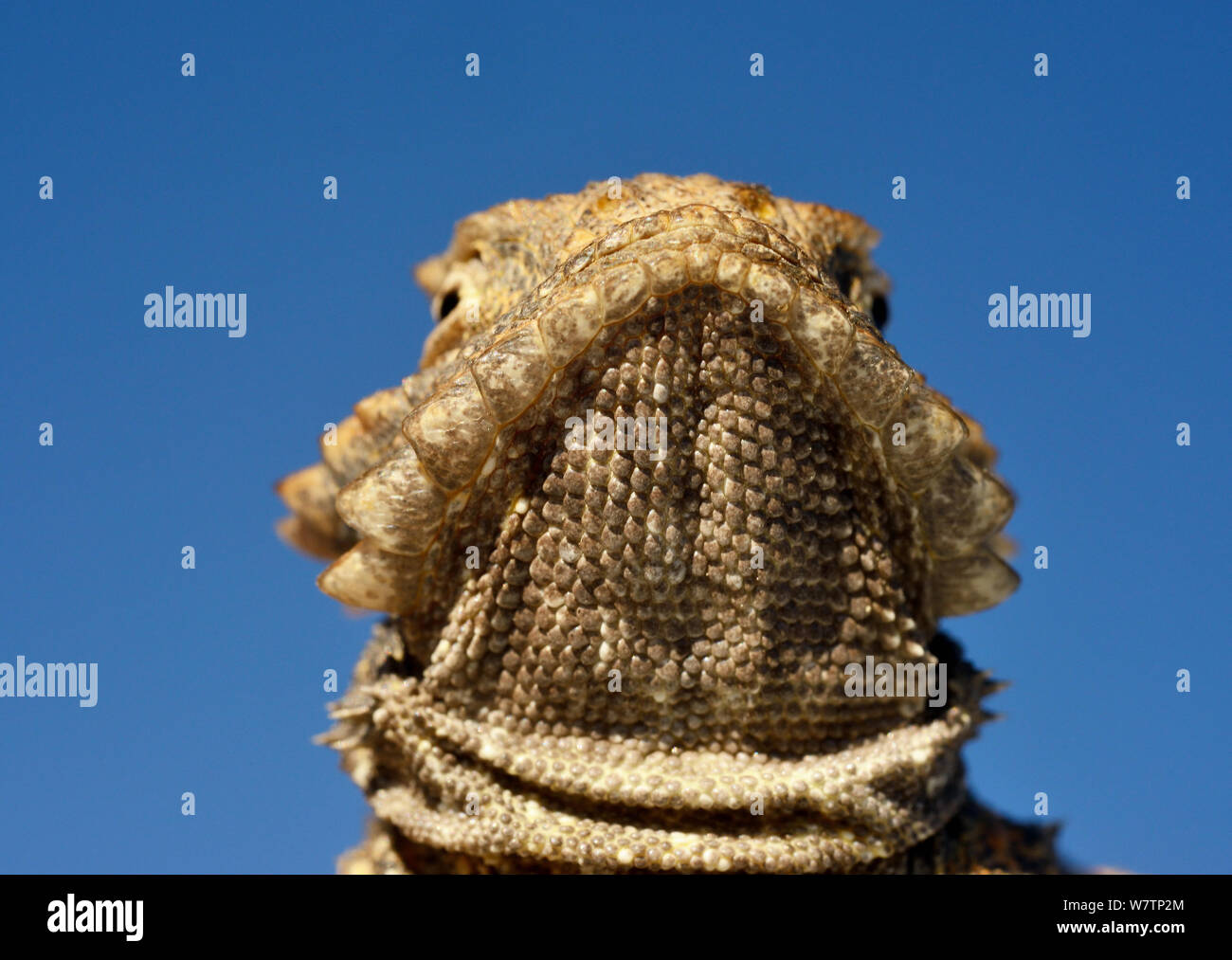 Desert horned Lizard (Phrynosoma platyrhinos) low angle portrait, Death ...