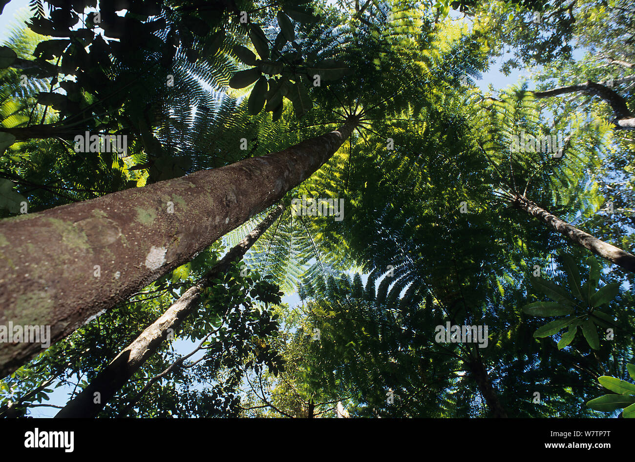 Giant tree fern (Cyathea intermedia) the biggest fern of the world at ...