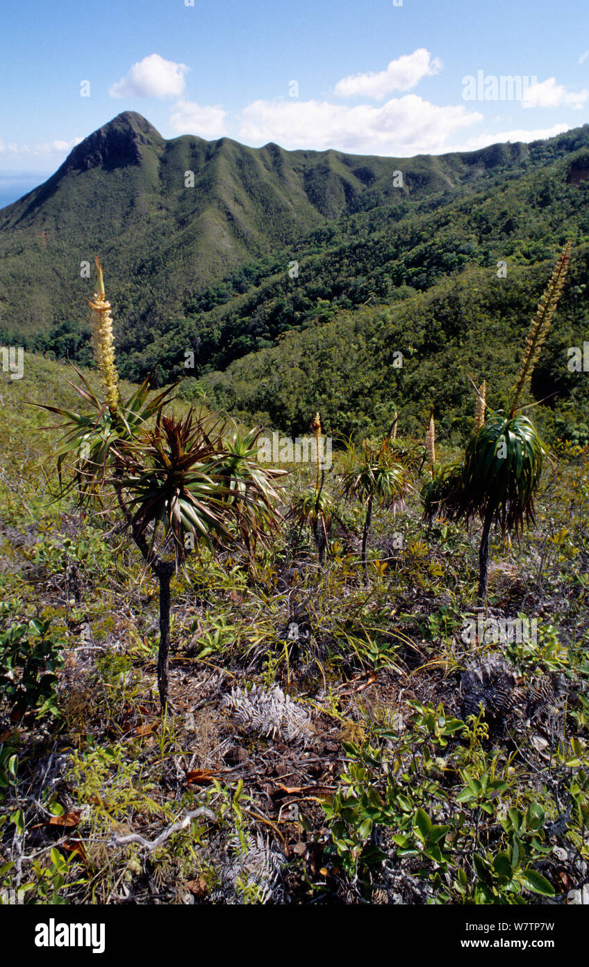 Landscape with Dracophyllum verticillatum, near Noumea, New Caledonia ...