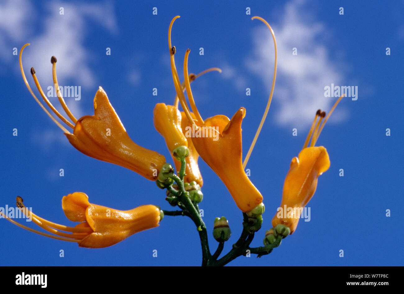 New caledonia flowers hi-res stock photography and images - Alamy