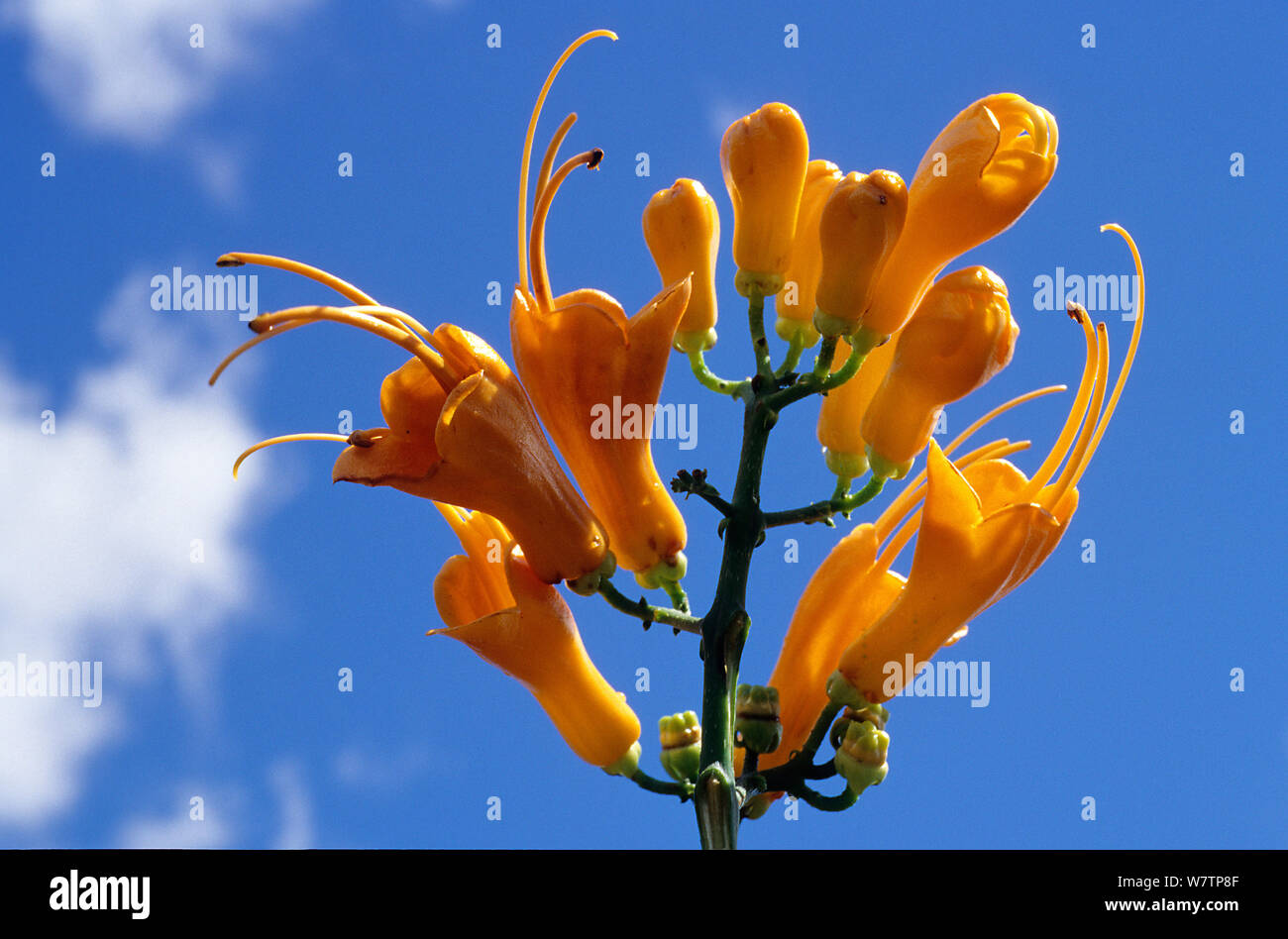 Endemic plant (Oxera robusta) in flower, New Caledonia Stock Photo - Alamy