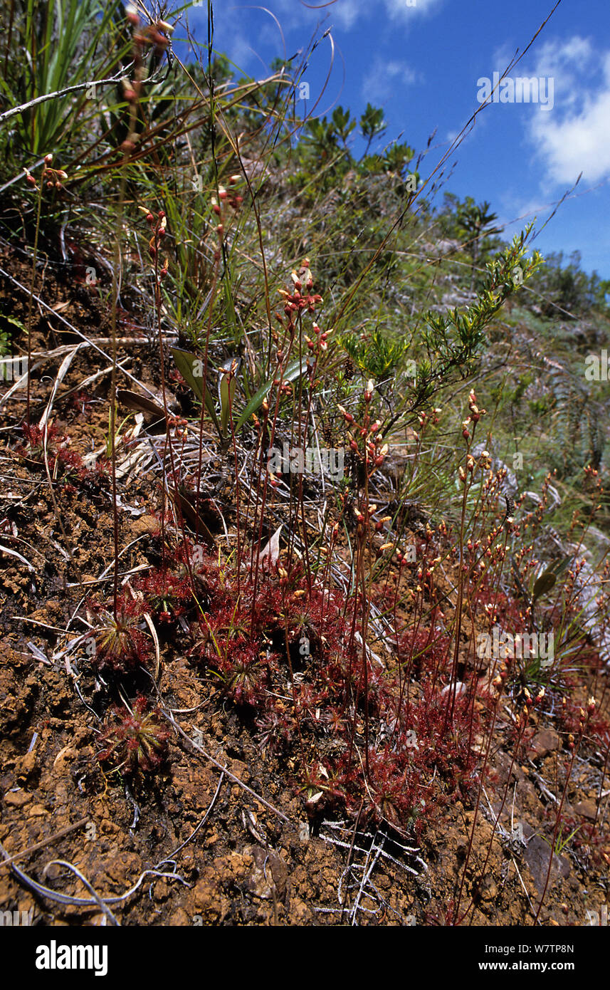 New caledonia drosera drosera neocaledonica hi-res stock photography ...