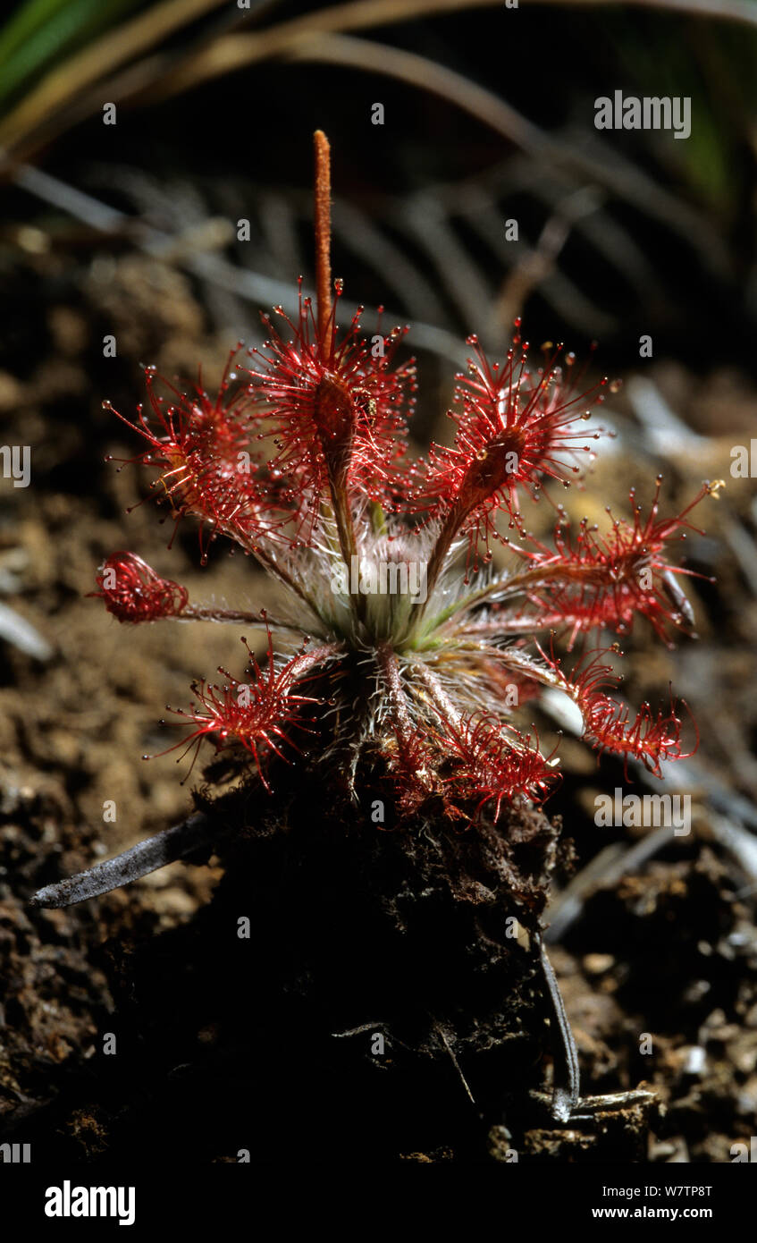 New-Caledonian Sundew (Drosera neocaledonica) New Caledonia, endemic ...